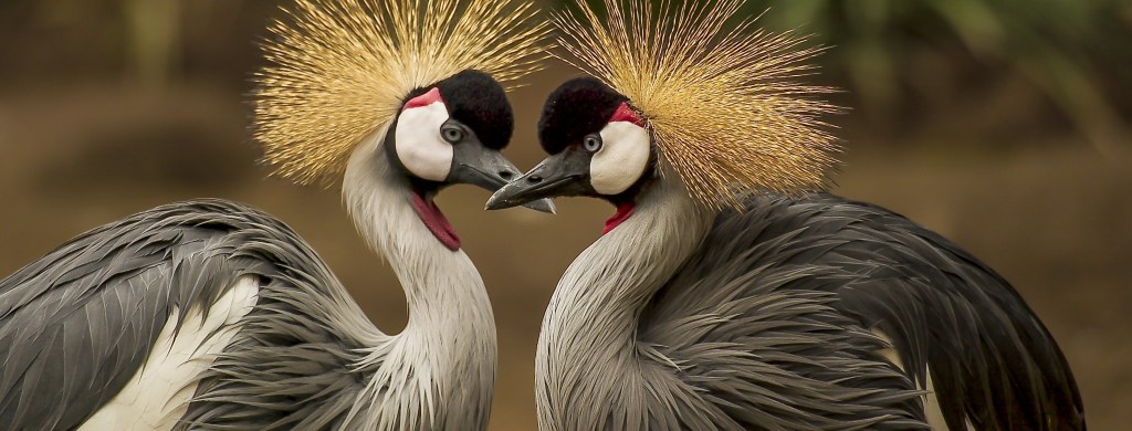 Relationship Patterns 101: The Pursuer- Distancer Dance – Kathy Kutzer